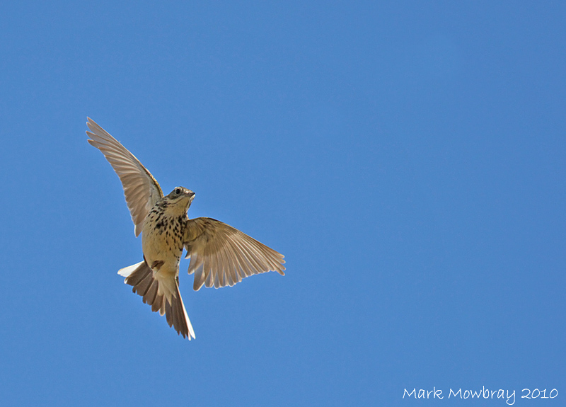 Mark Mowbray Photography: Meadow Pipit flight shots