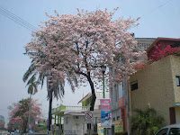 lacandon: Macuilis en Villahermosa