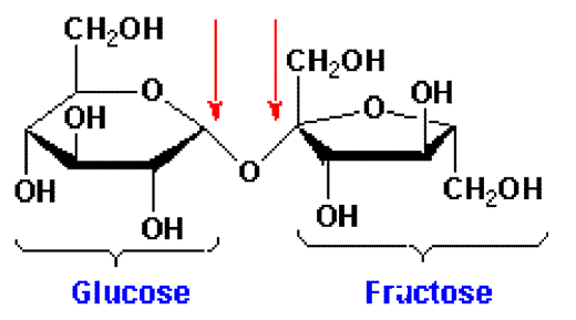 Better World Blog: Why I Use Agave Nectar: An Examination of Agave ...
