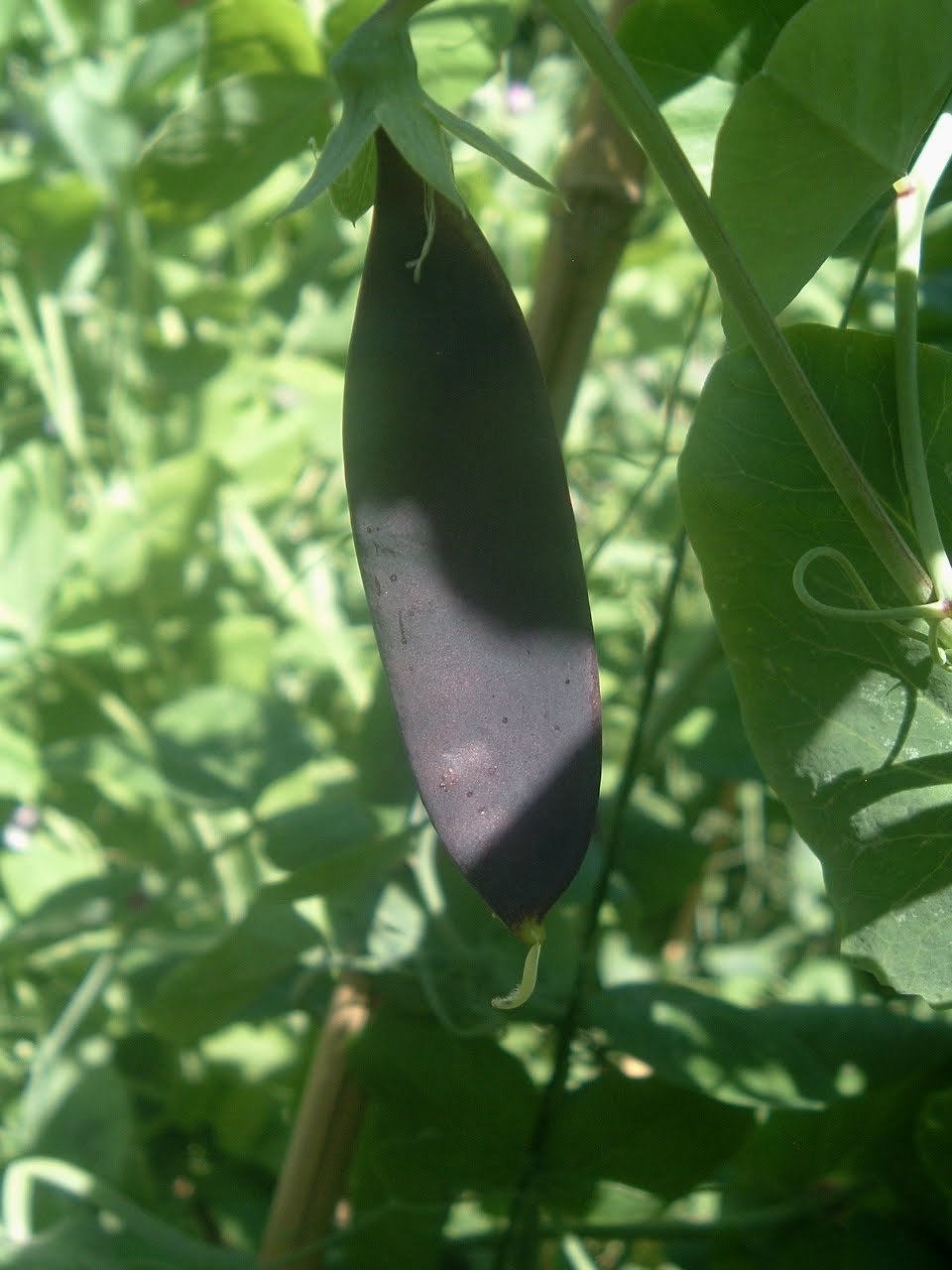 This and That: June 2010