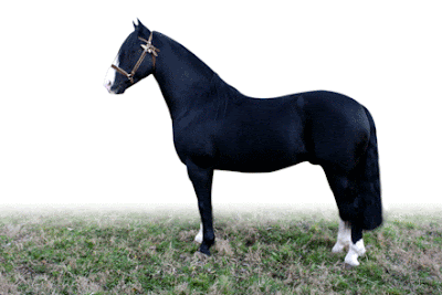 CAVALO: NEGRO