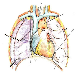 MEDICINA: Anatomía Del Corazón