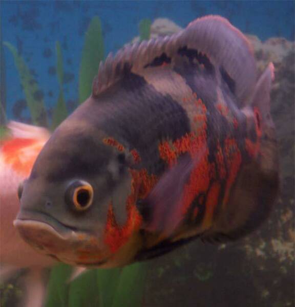 Fish care info- aqua with Mr Jason.(profession in tropical fish caring ...