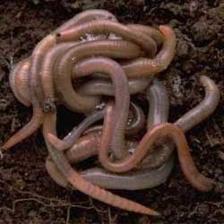 Ciências em Tudo: vermes e verminoses