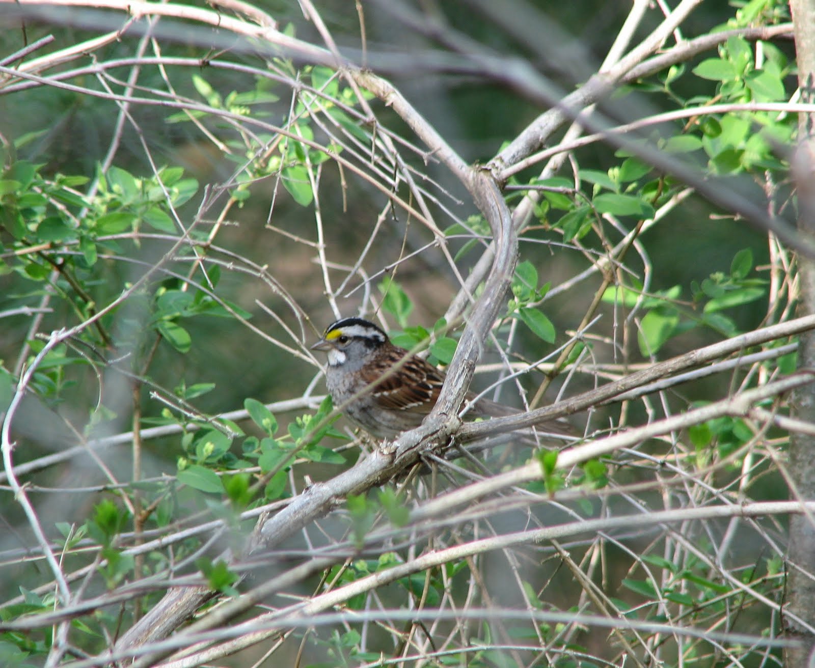 BirdingGirl: White Throated Sparrow on Cape Cod