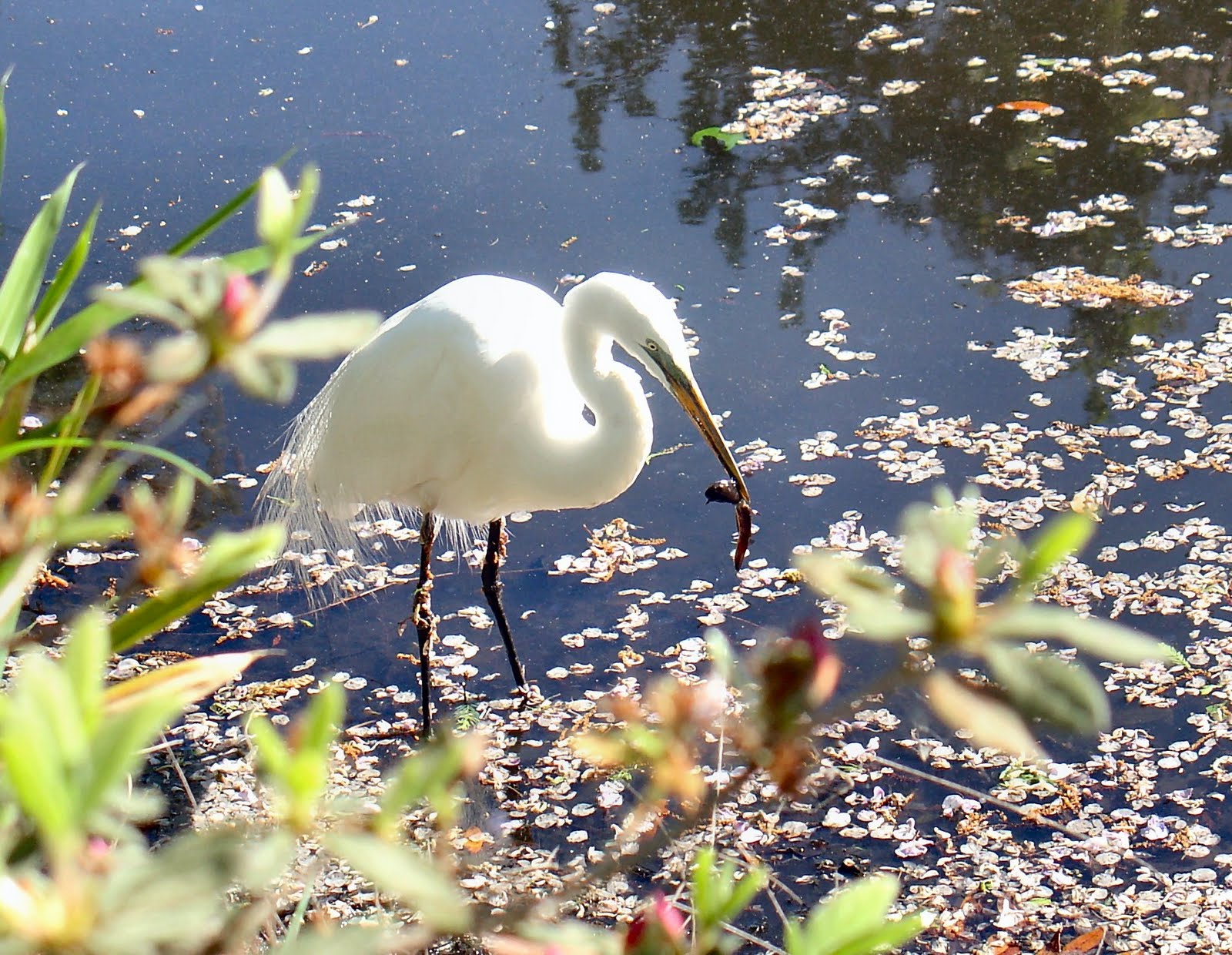 BirdingGirl: Great White Heron [Correction- Great Egret!] Pictures