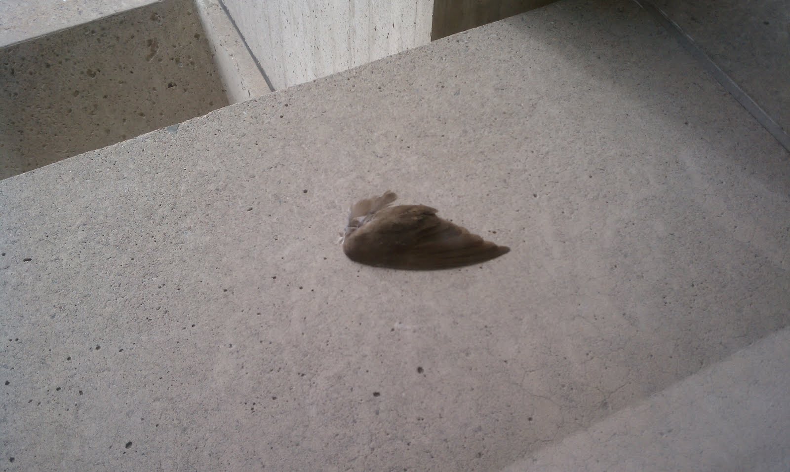 BirdingGirl: Boston Peregrine Falcon drops by for another visit