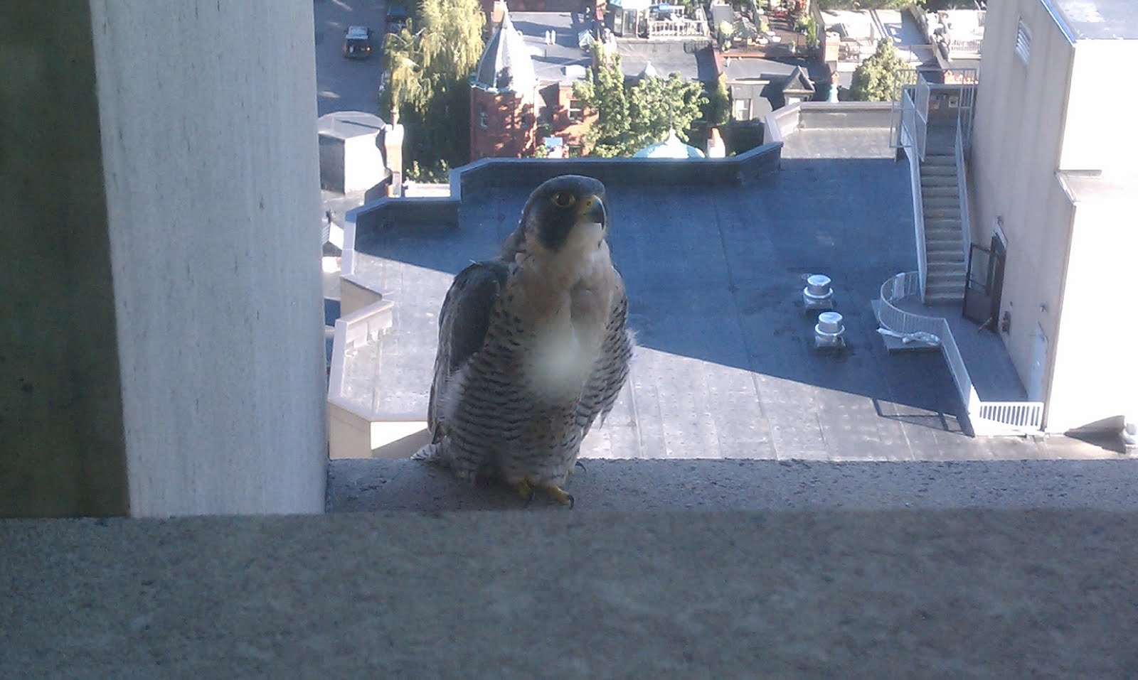 BirdingGirl: Boston Peregrine Falcon drops by for another visit