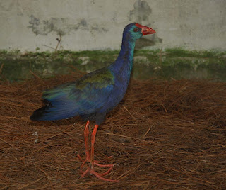 Canary Islands Birding News: Calamón común - Purple Swamphen