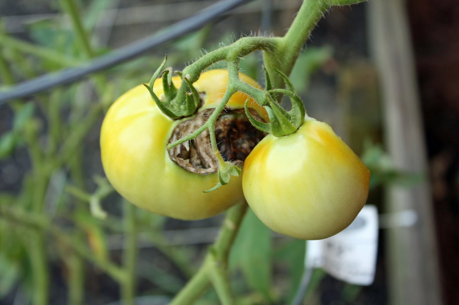 me & my scraps: attack of the tomato killer