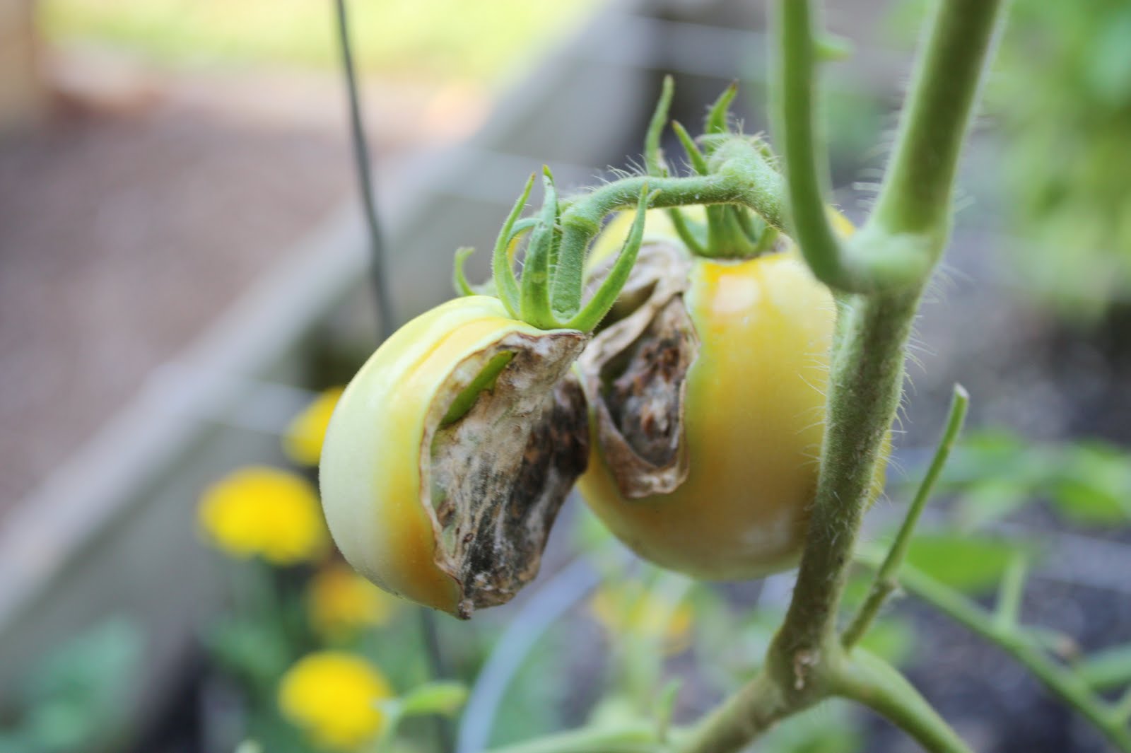 me & my scraps: attack of the tomato killer