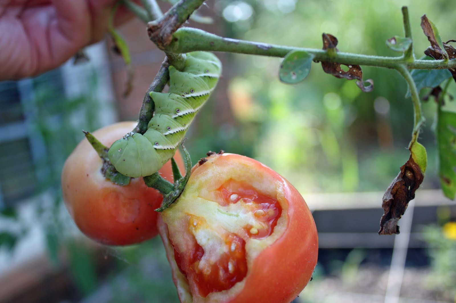 me & my scraps: attack of the tomato killer