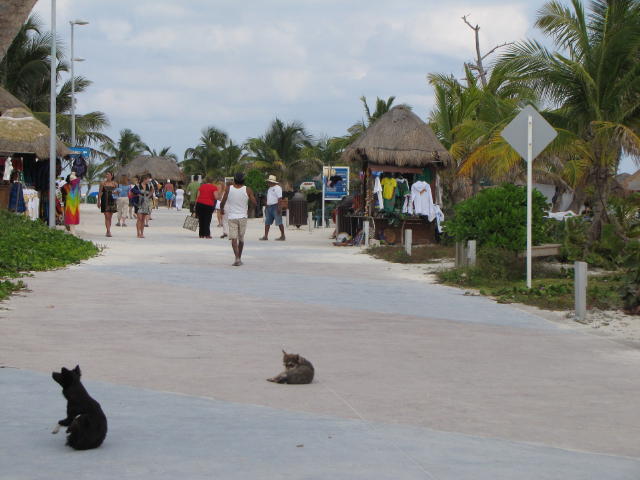 Millennium Dragon: 7 Jan 2011 - Life on the Malecon, Mahahual, Mexico