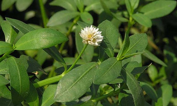 Health Must Take Precedence: Kremah