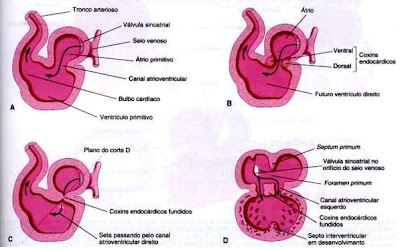 Gênese Cardiovascular