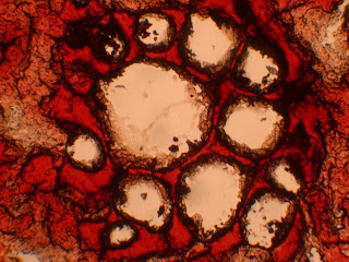 Live and Dry Microscopy