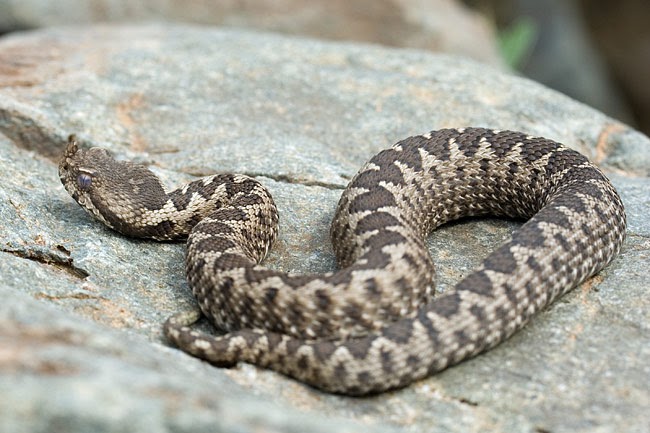 Found in Tuscany: Viper!