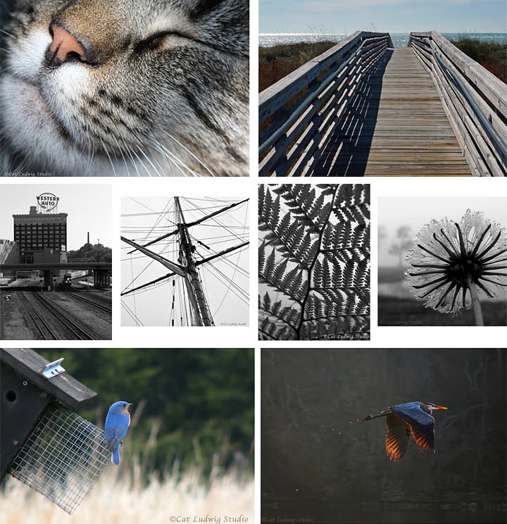 Cat Ludwig Studio: In Memory Of Cat