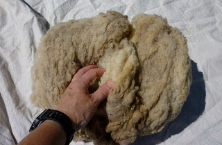 Carpe diem!: Exploring a Fleece: Grading and Sorting