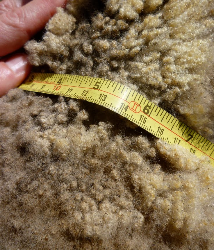 Carpe diem!: Exploring a Fleece: Grading and Sorting