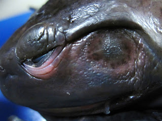 Biology 11: Bullfrog Dissection