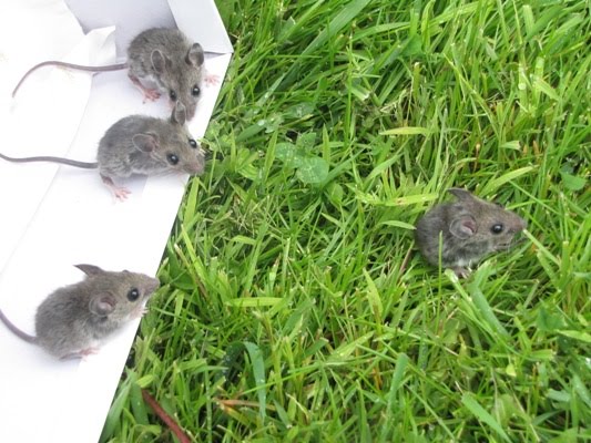 Volunteers for Wildlife: The Release of a litter of White-footed Mice