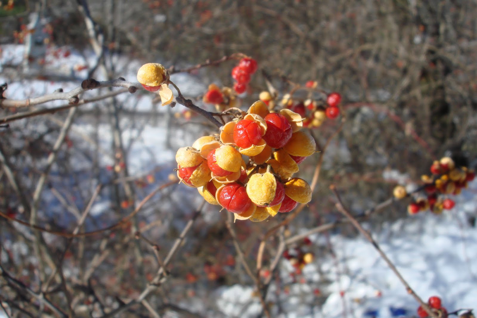 Watauga County Cooperative Extension Center: Noxious Oriental Bittersweet