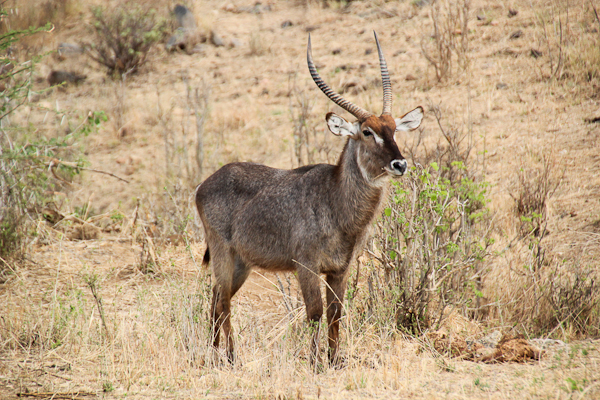 The Amani Project, Boma Ng'ombe Tanzania: The Search for Simba