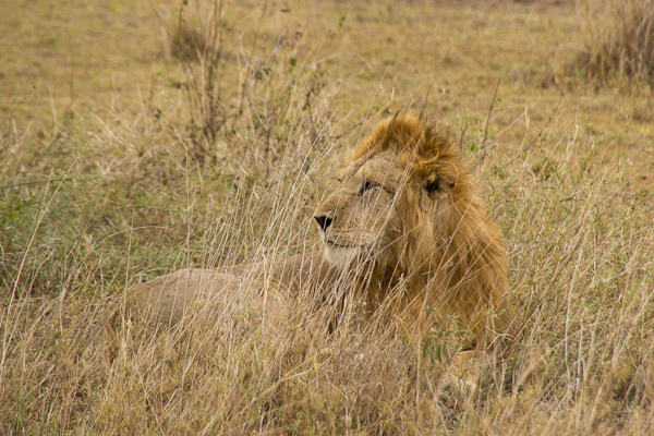 The Amani Project, Boma Ng'ombe Tanzania: The Search for Simba