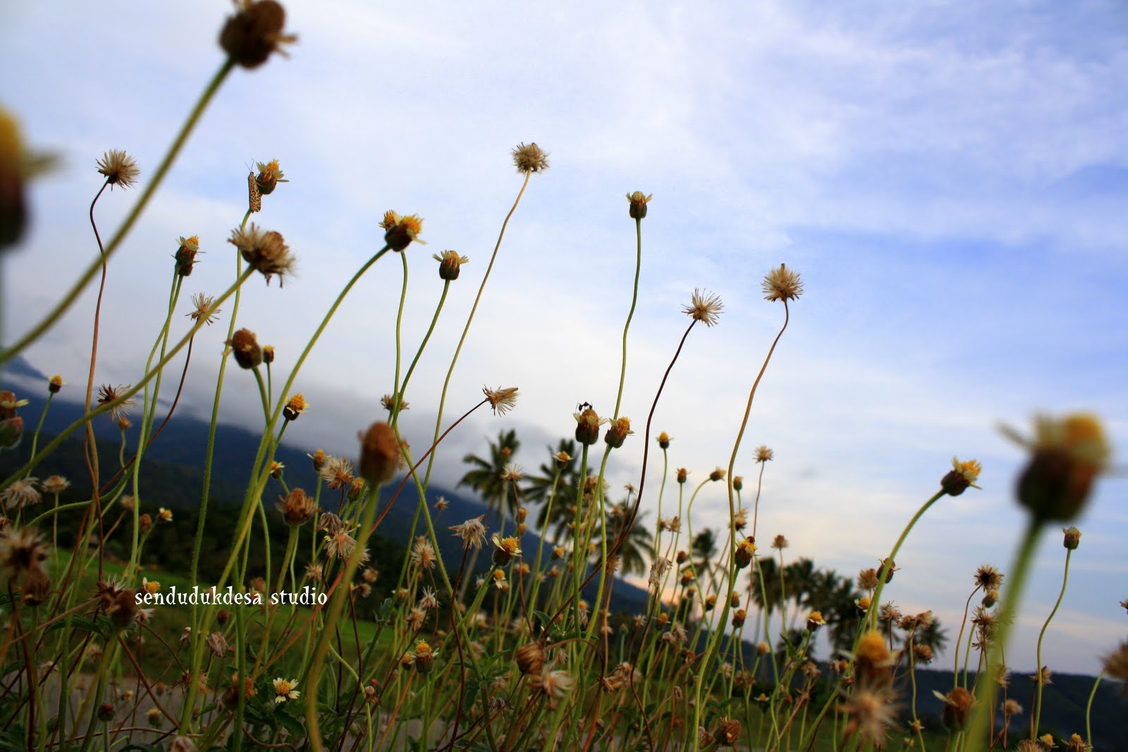 sendudukdesa journal: Rumput Bunga Kuning