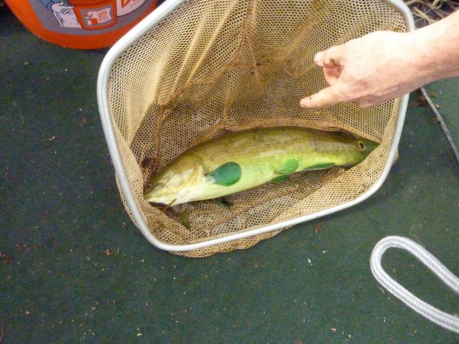 middletowneye: Fish Census on the Coginchaug and Mattabessett