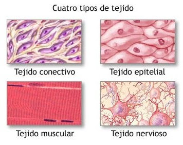 BIOLOGIA SEMESTRE 11º: TEJIDOS ANIMALES