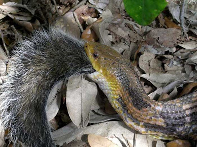 Nothing To Do With Arbroath: Snake eats squirrel