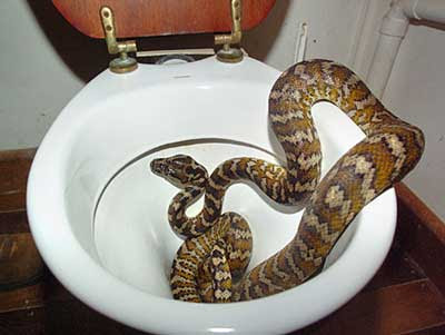 Nothing To Do With Arbroath: Toilet python surprises woman in hotel room