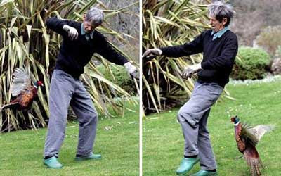 Nothing To Do With Arbroath: Angry pheasant 'stalking' bird expert