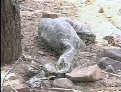 Nothing To Do With Arbroath: Python immobilized after eating zoo deer