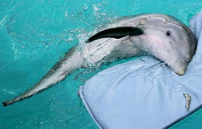 Nothing To Do With Arbroath: Winter the dolphin gets bionic tail