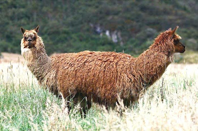 Nothing To Do With Arbroath: Pushmi-pullyu