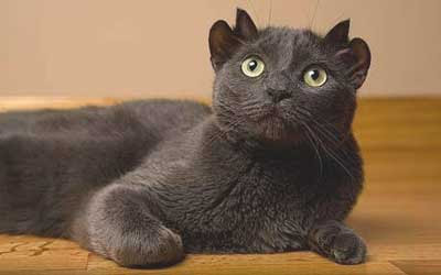 Nothing To Do With Arbroath: Four-eared cat 'a target for catnappers'