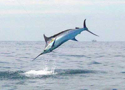 National Geographics: blue marlin fish