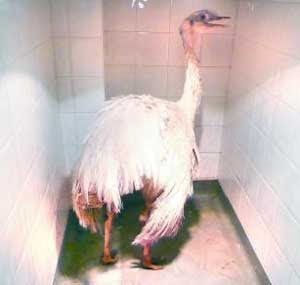 Nothing To Do With Arbroath: Runaway 6ft rhea bird terrorises village