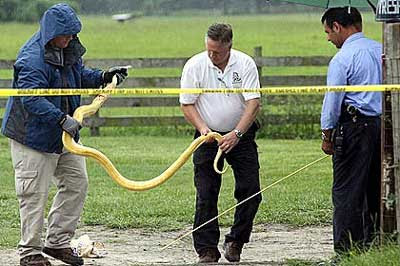 Nothing To Do With Arbroath: Escaped pet python strangled two-year-old girl