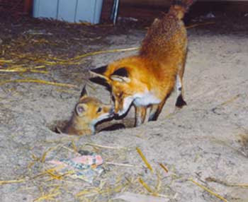 Nothing To Do With Arbroath: Blind fox is foster dad to orphans