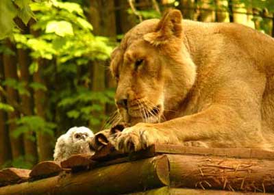 Nothing To Do With Arbroath: Baby owl survives three days in lion’s cage