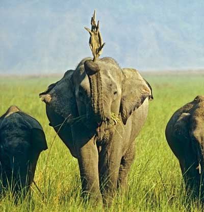 Nothing To Do With Arbroath: Elephant takes lizard for a ride