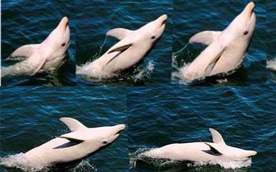 Nothing To Do With Arbroath: Wild dolphins tail-walk 'just for fun'