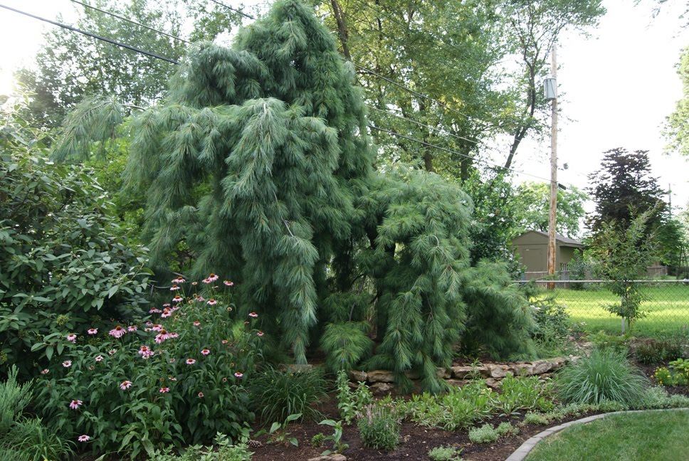 Weeping+White+Pine.JPG (968×648) | Landscape design, Plants, Green thumb