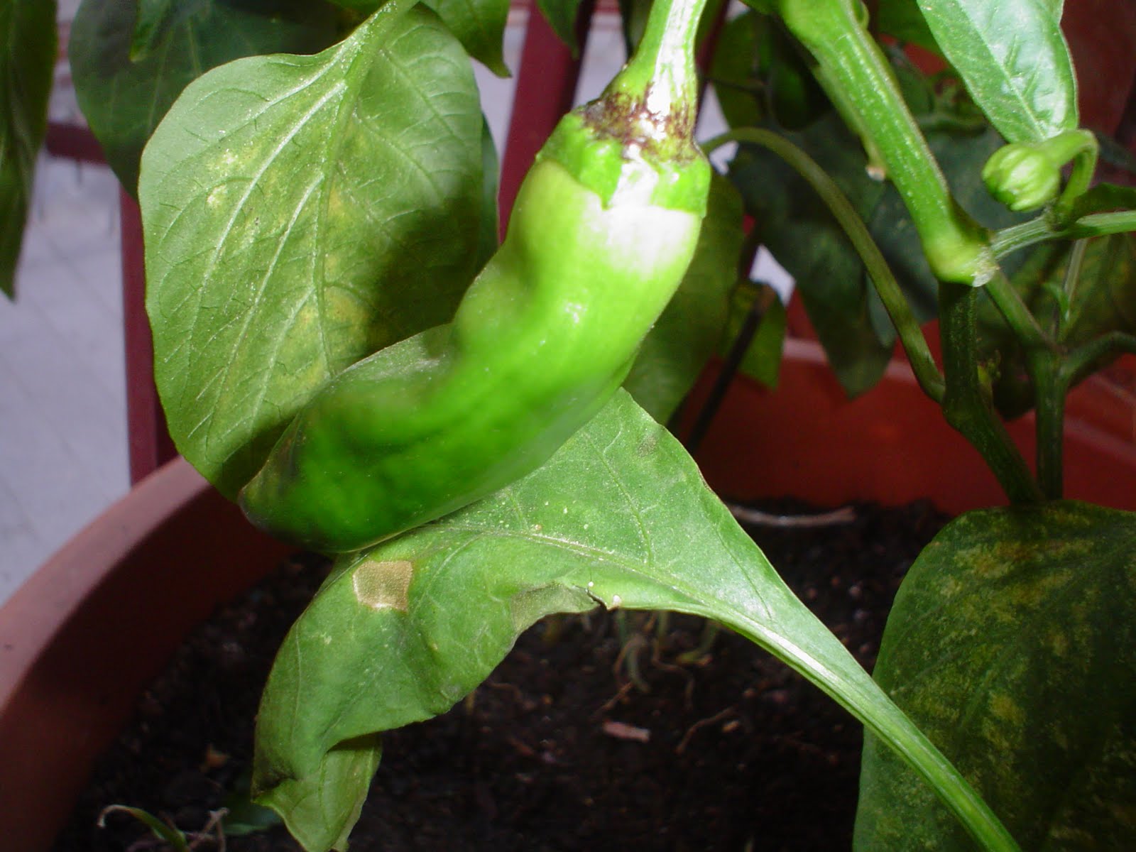 MI MACETO HUERTO, el huertico de chagall: diciembre 2010