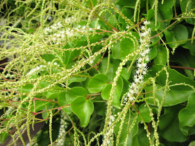 Native Myanmar Flowers Lovers: Gaw Tha Zin