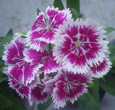 Native Myanmar Flowers Lovers: Flowers in Hana's Garden